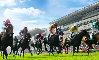 Horse Racing Spectator Tour
